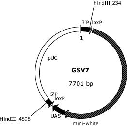 GSV7 [DGSP(Drosophila Gene Search Project) - Vector structure & sequences]